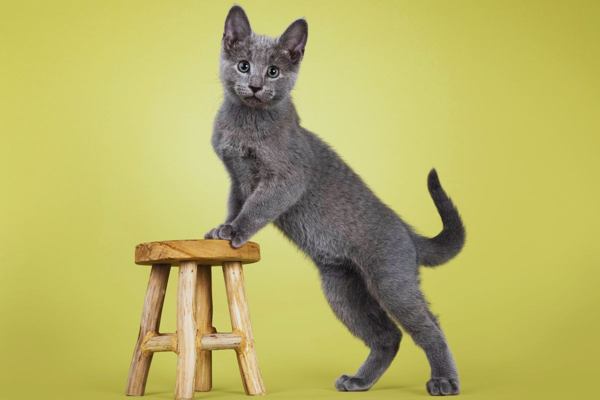 Gato Azul Russo: a elegância e charme revelados Canal dos Peludos