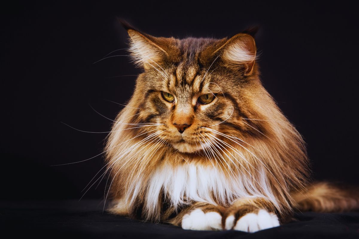 Gato Maine Coon: o felino gigante de charme irresistível Canal dos Peludos