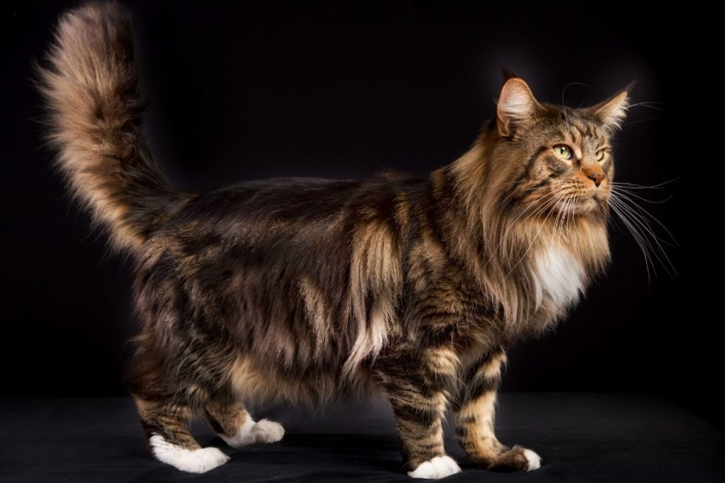 Gato Maine Coon: o felino gigante de charme irresistível Canal dos Peludos