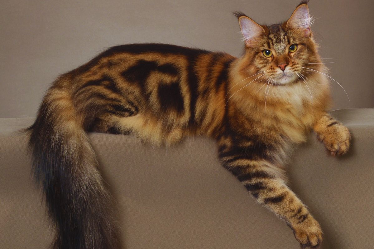 Gato Maine Coon: o felino gigante de charme irresistível Canal dos Peludos