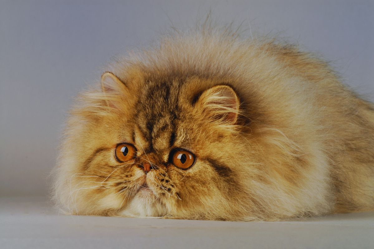 Gato Persa: elegância e sofisticação Canal dos Peludos