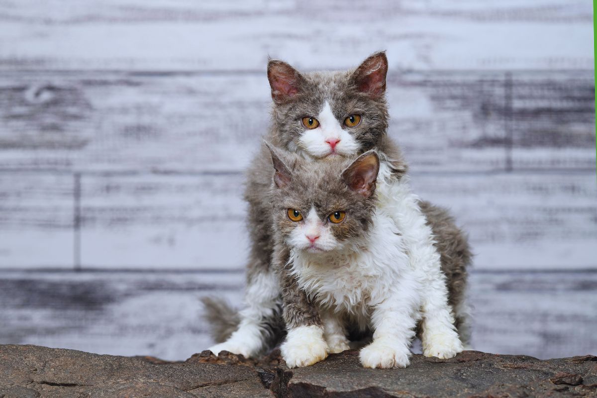 Gato Selkirk Rex: a mistura perfeita de fofura e elegância Canal dos ...