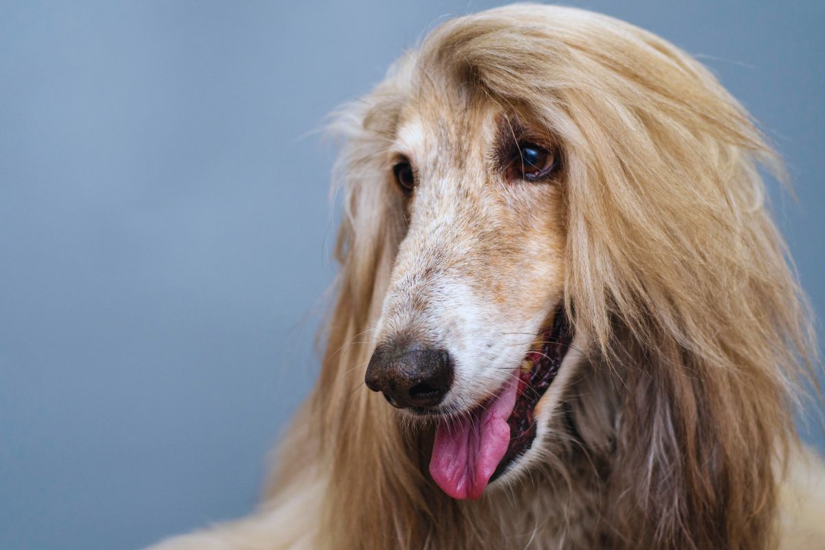 Afghan Hound: conheça a raça de cão mais elegante do mundo Canal dos ...