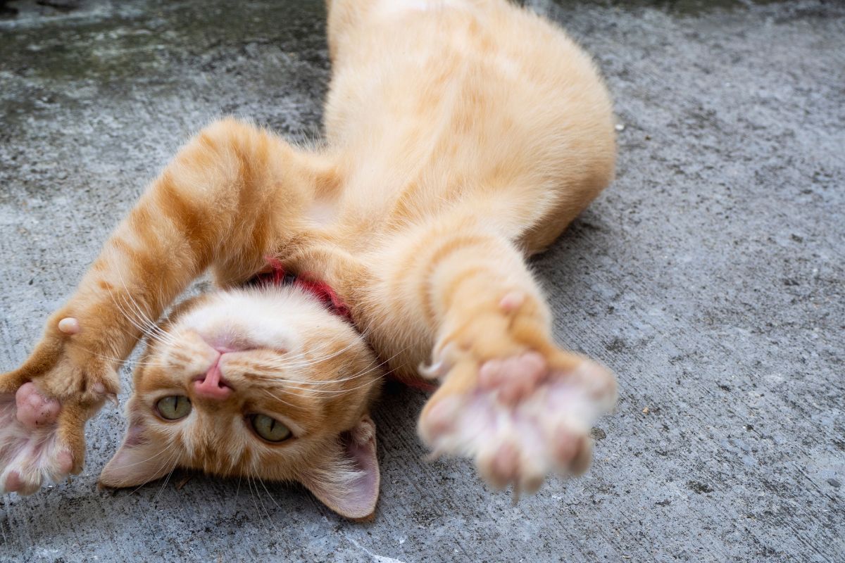 Por que os gatos rolam no chão? Descubra! Canal dos Peludos