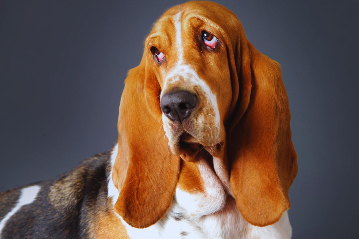 Hound Mix Adoption Senior Basset Hound Dog Basset Hound Pet Hunting ...