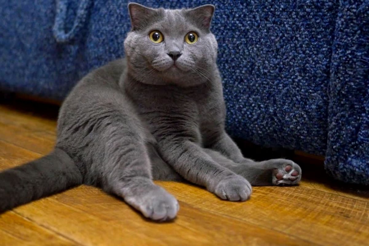 Gato British Shorthair: elegância e carinho Canal dos Peludos