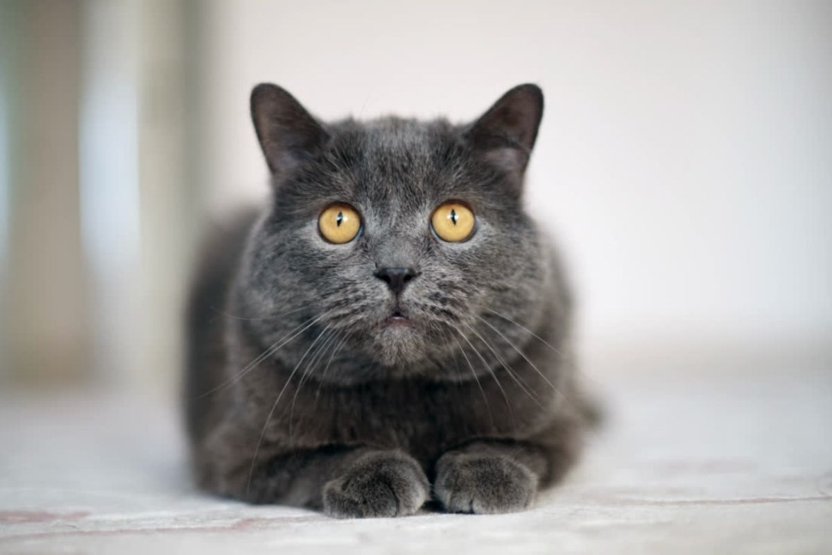 Gato British Shorthair: elegância e carinho Canal dos Peludos