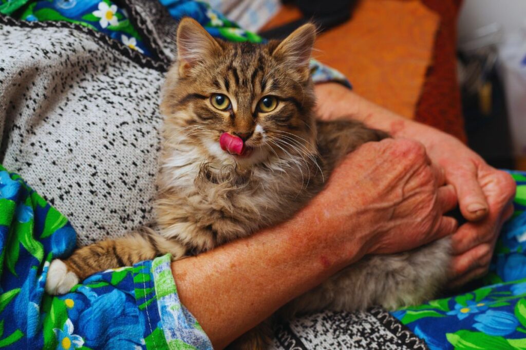 Gato no colo: dicas simples para conquistar seu felino | Canal dos Peludos