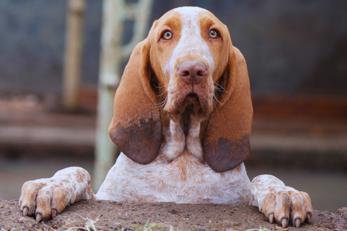 Braco Italiano: o companheiro elegante e versátil Canal dos Peludos