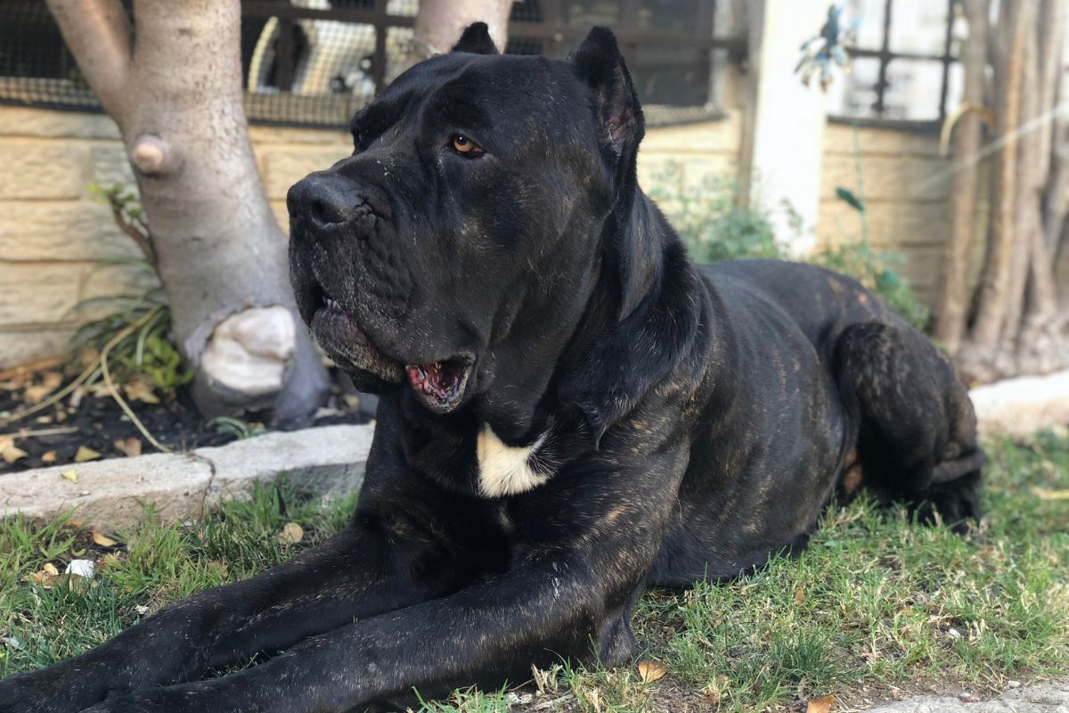 Cane Corso: a majestosa raça de guardiões leais Canal dos Peludos