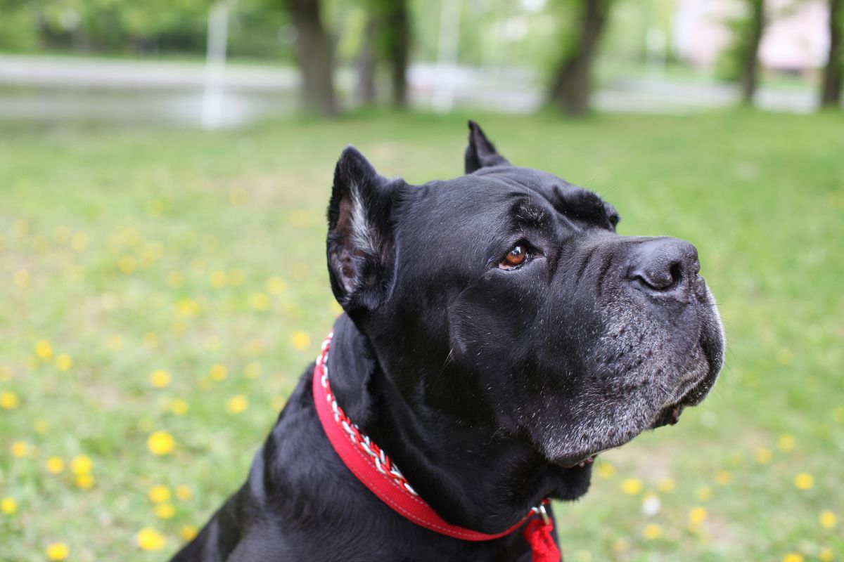 Cane Corso: a majestosa raça de guardiões leais Canal dos Peludos