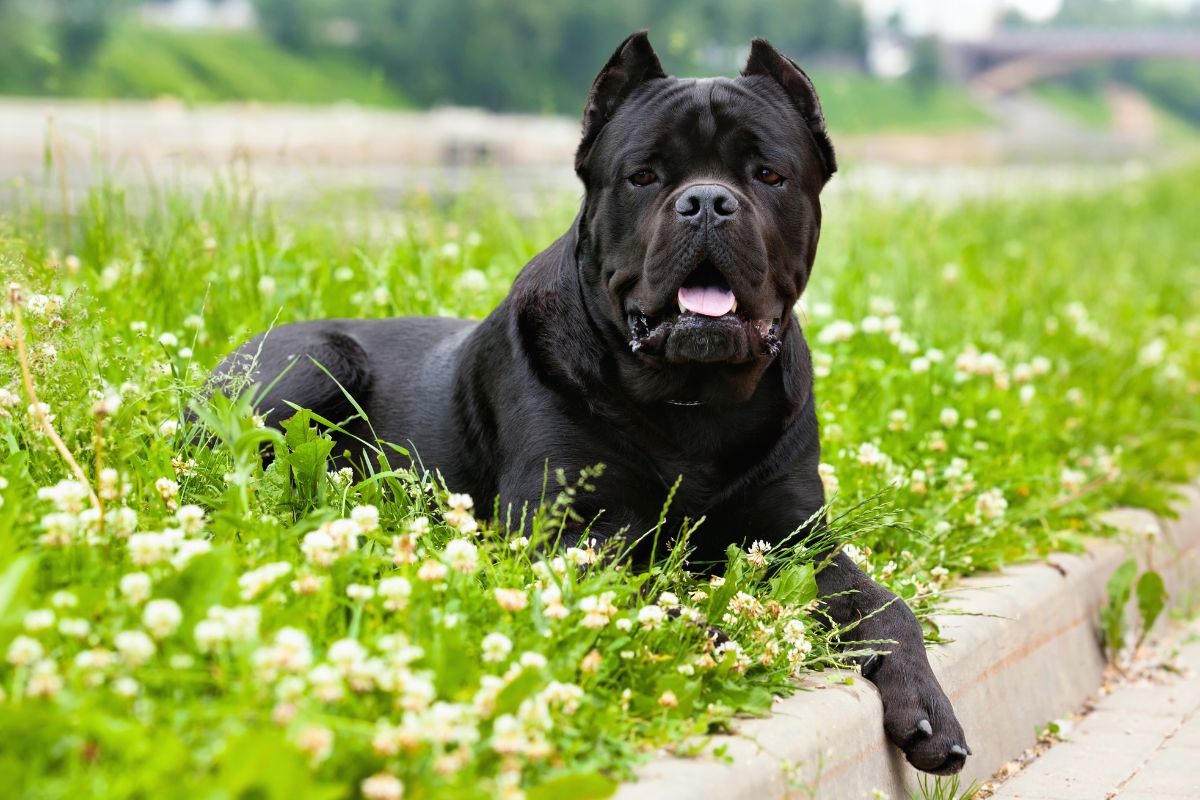 Cane Corso: a majestosa raça de guardiões leais Canal dos Peludos