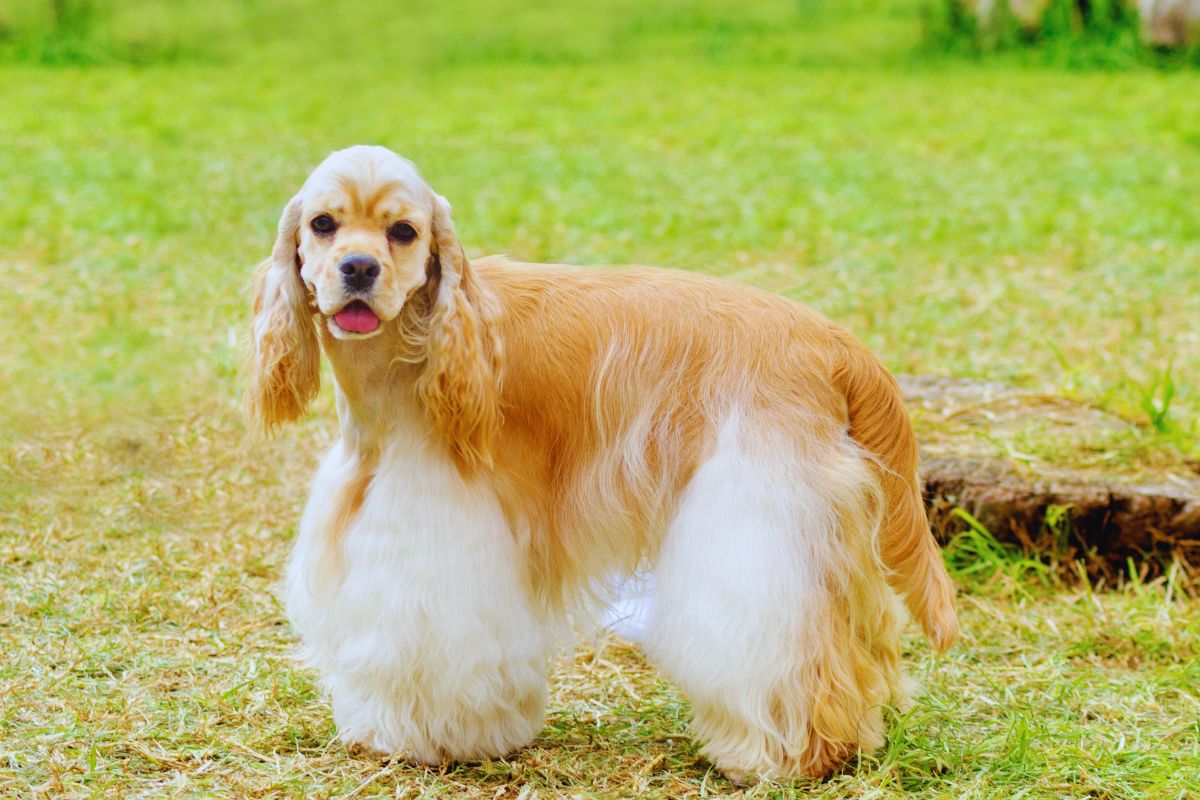Cocker Spaniel Americano: beleza e charme Canal dos Peludos