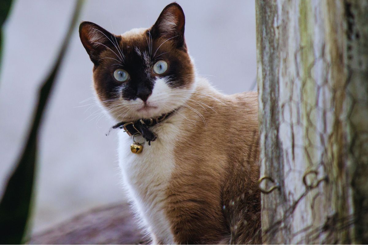 Guizo no seu gato: por que você não deve colocar nele Canal dos Peludos