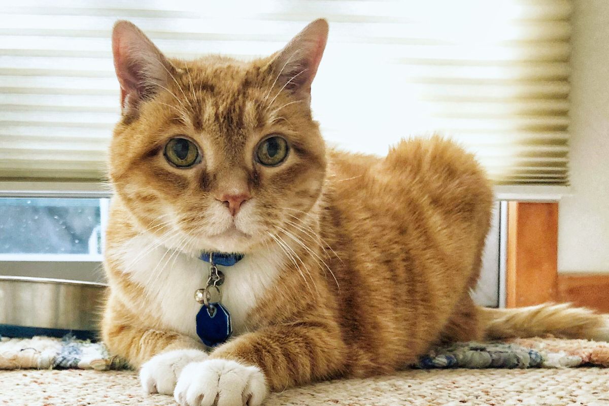 Guizo no seu gato: por que você não deve colocar nele Canal dos Peludos