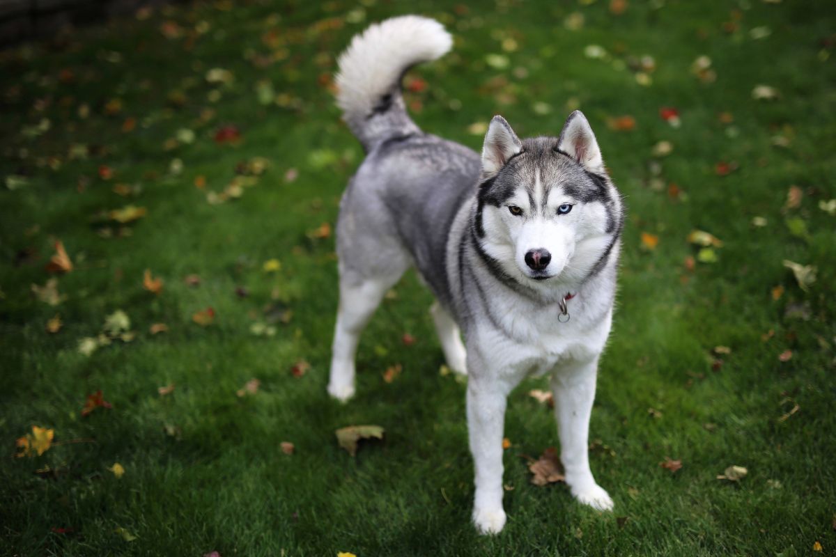 Husky Siberiano: o elegante guerreiro do ártico Canal dos Peludos