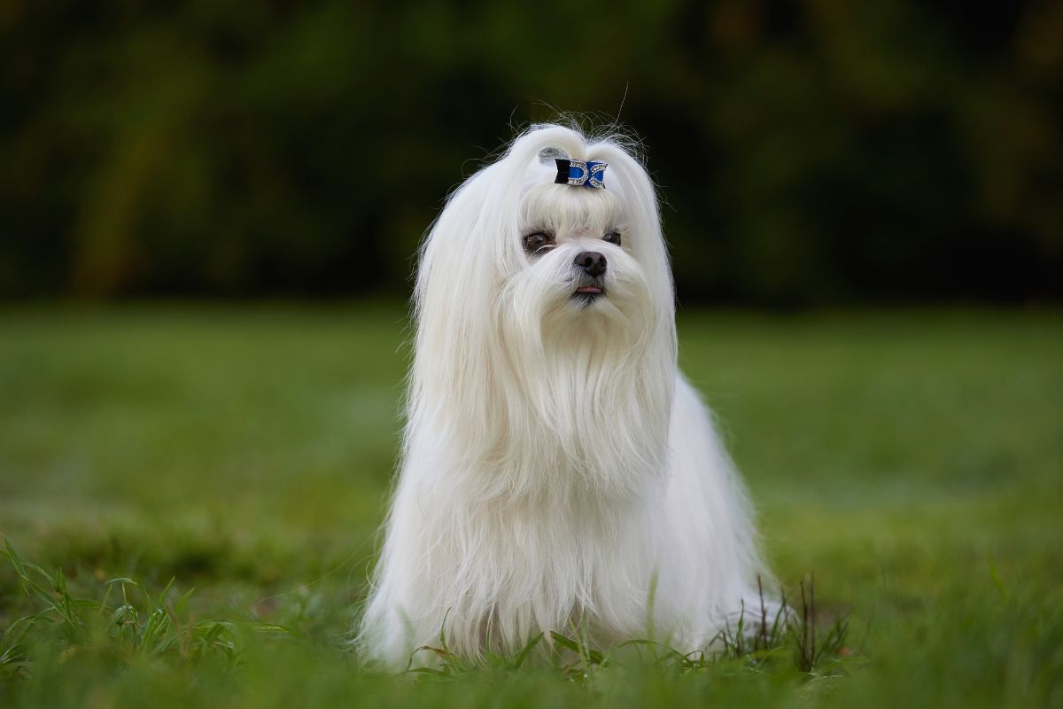 Maltês: o pequeno gigante do charme e carinho! Canal dos Peludos