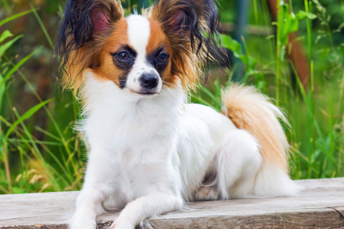 Papillon: o pequeno gigante de orelhas majestosas Canal dos Peludos