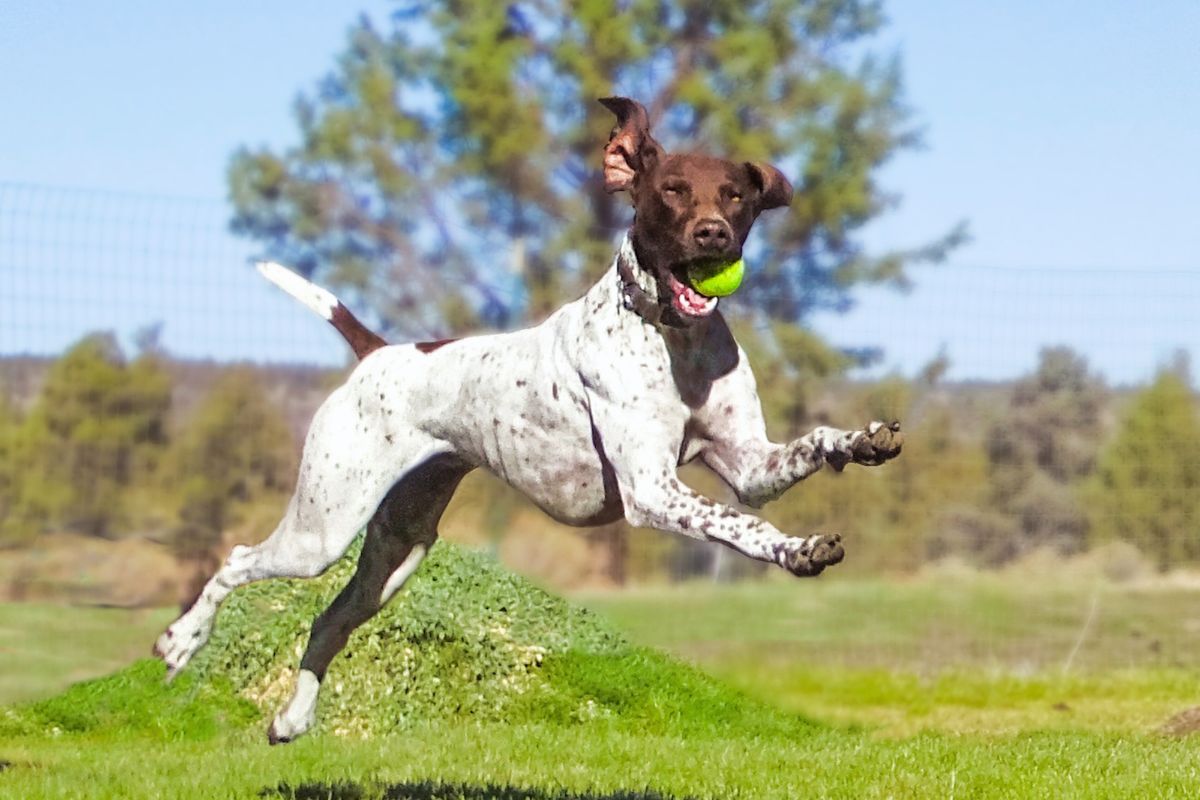 Pointer: o cão de caça elegante e versátil Canal dos Peludos