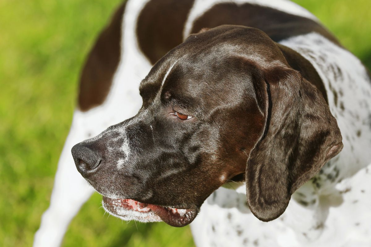 Pointer: o cão de caça elegante e versátil Canal dos Peludos