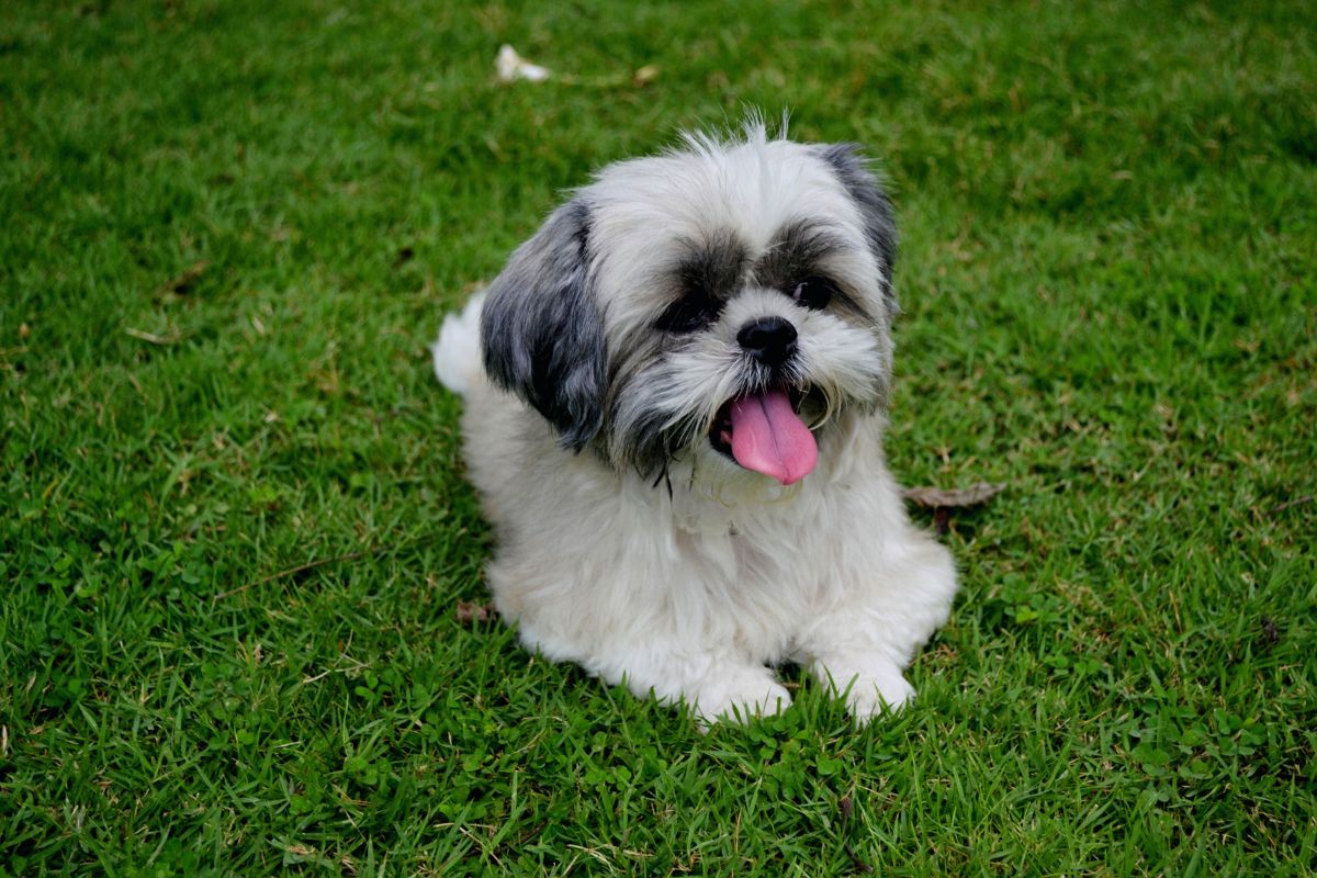 Shih Tzu: o pequeno gigante de carinho e charme! Canal dos Peludos