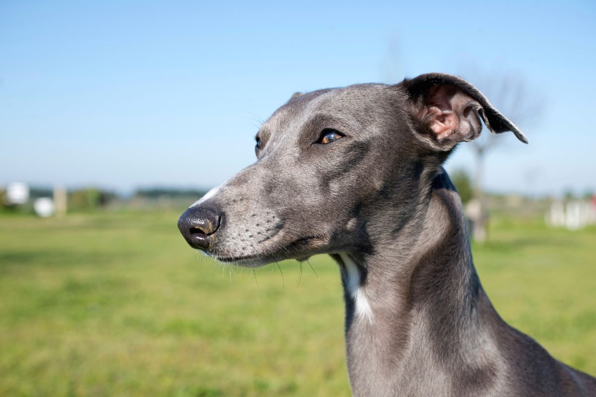 Whippet: conheça tudo sobre esta raça fascinante Canal dos Peludos