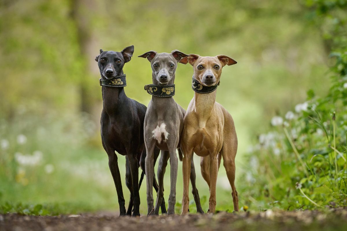 Whippet: conheça tudo sobre esta raça fascinante Canal dos Peludos