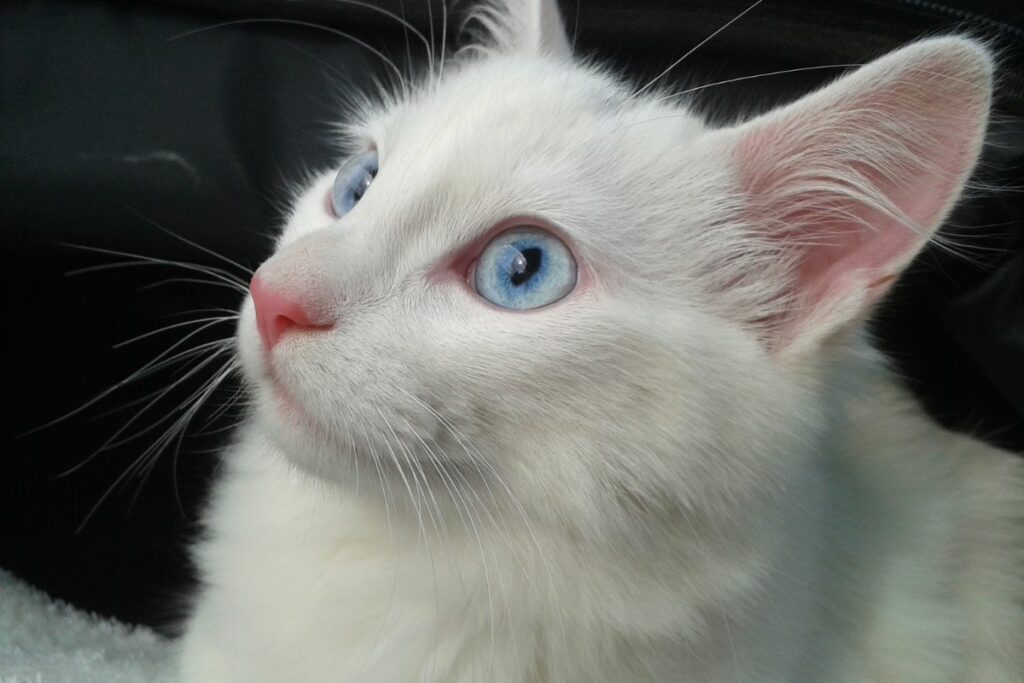 Gato Angorá: o tesouro felino da turquia Canal dos Peludos