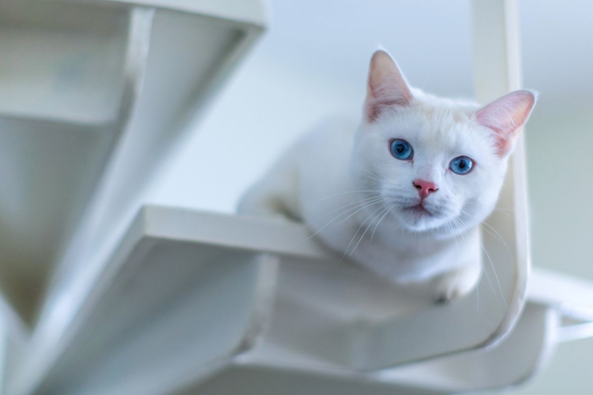Gato Angorá: o tesouro felino da turquia Canal dos Peludos