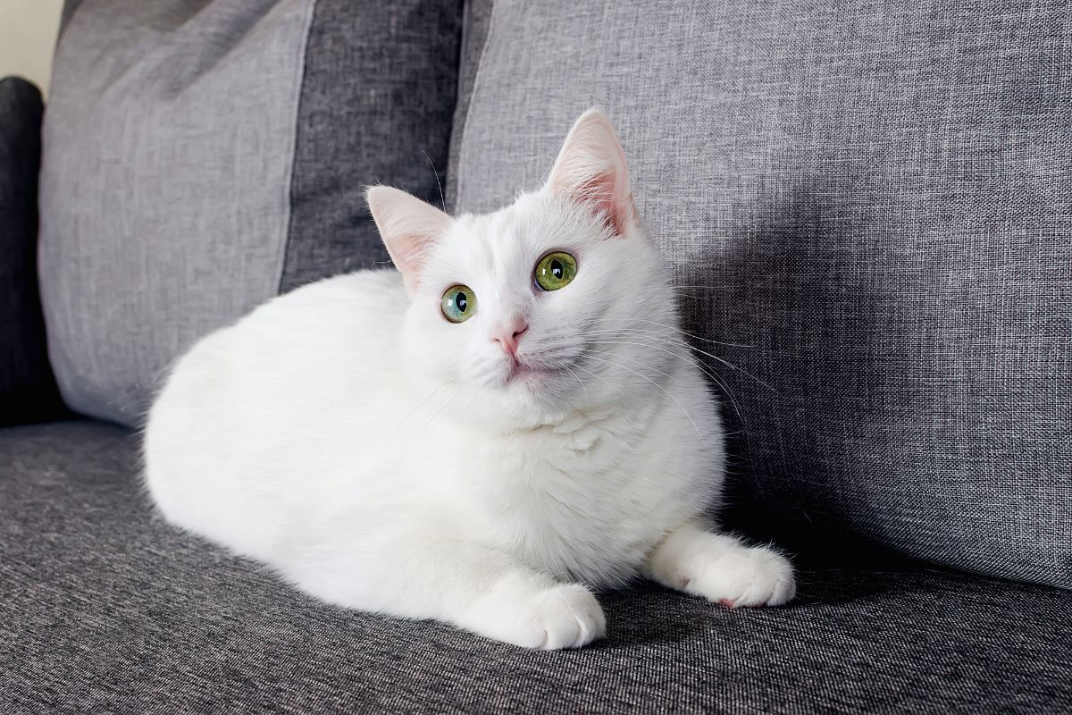 Gato Angorá: o tesouro felino da turquia Canal dos Peludos