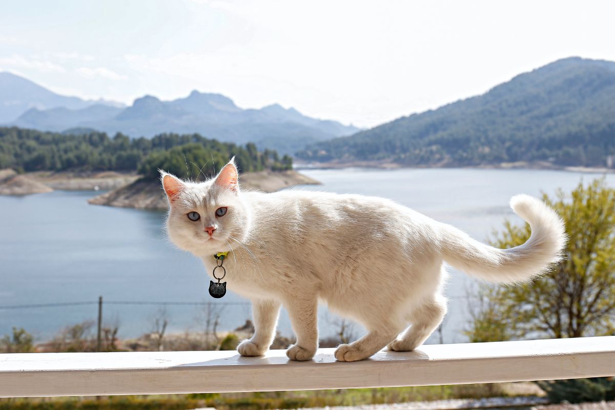 Gato Angorá: o tesouro felino da turquia Canal dos Peludos