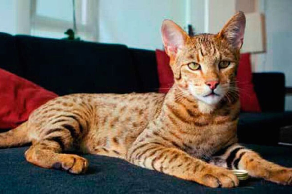Tamanho Do Gato Ashera