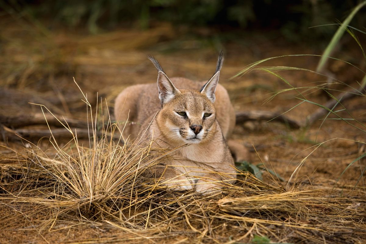 O gato Caracal: o lince-do-deserto Canal dos Peludos