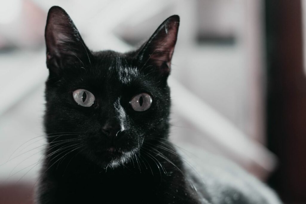 Gato preto: mitos e verdades sobre essas criaturas fascinantes Canal ...