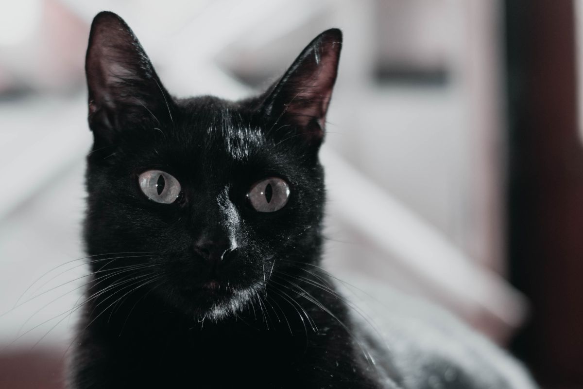 Gato preto: mitos e verdades sobre essas criaturas fascinantes Canal ...