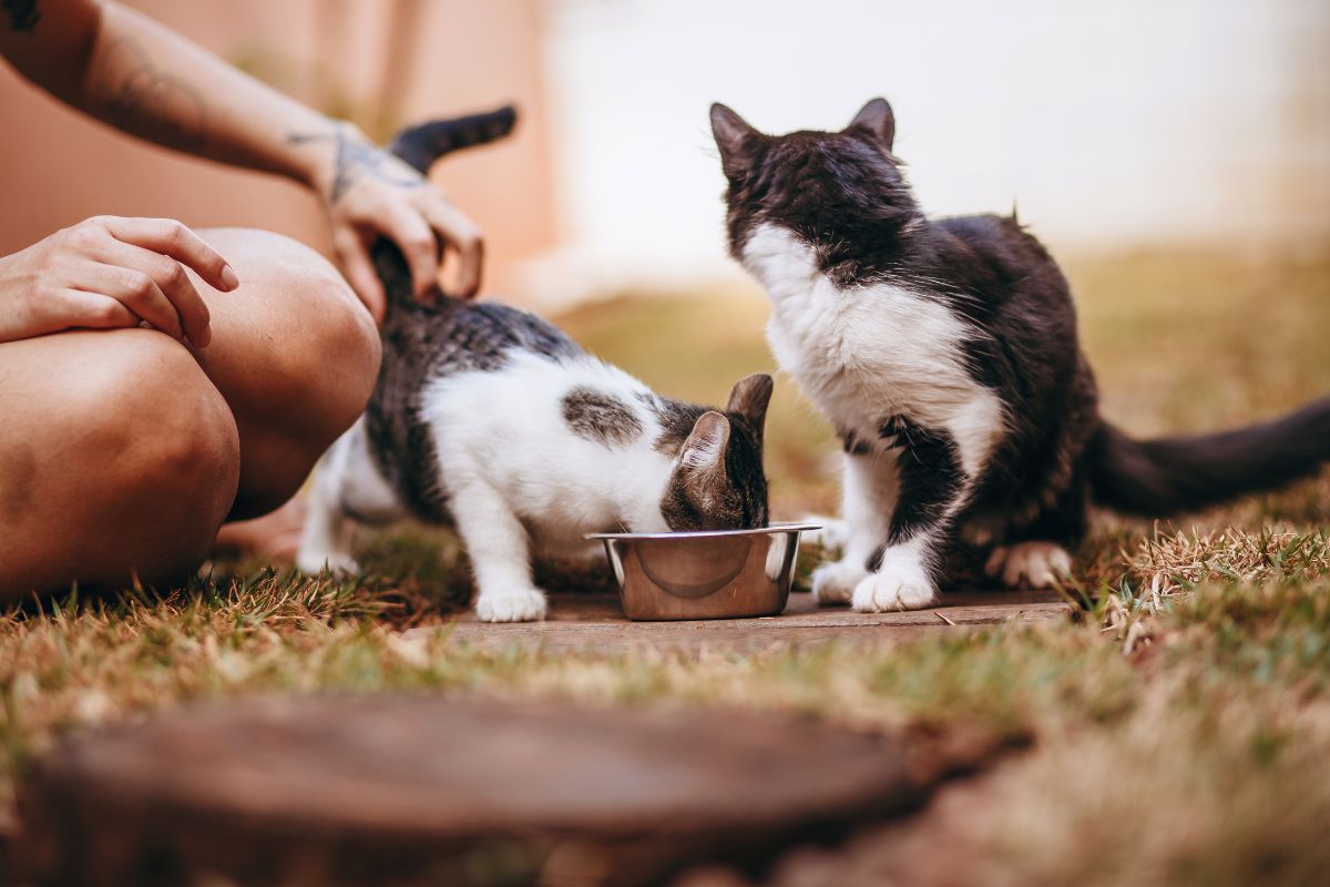Gato só come se você olhar! Entenda esse comportamento Canal dos Peludos