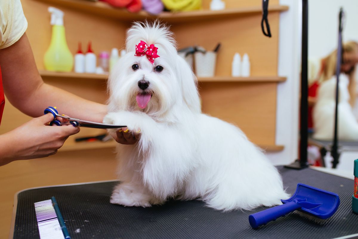A pelagem do seu cão: cuidados essenciais Canal dos Peludos