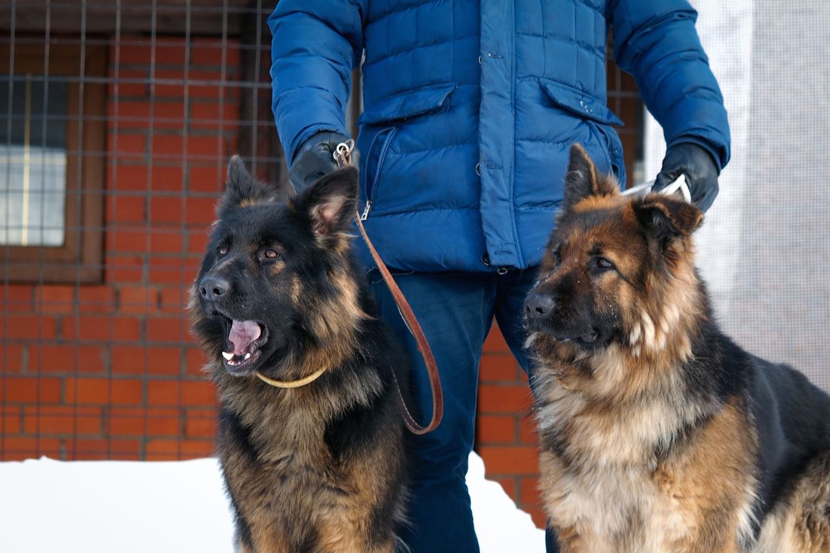 Cães de guarda: as 5 melhores raças Canal dos Peludos
