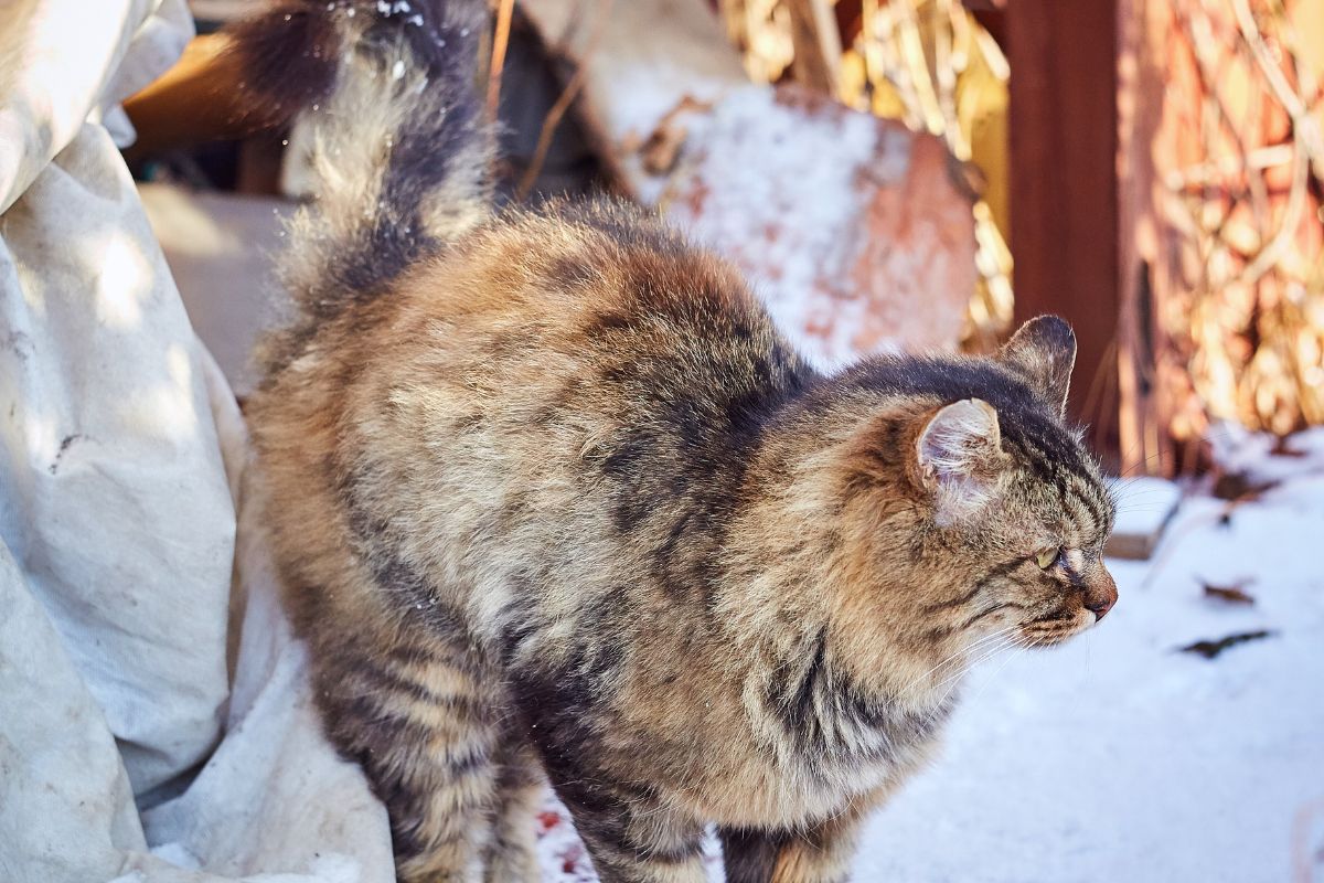 Gato marcando território: como lidar com este comportamento Canal dos ...