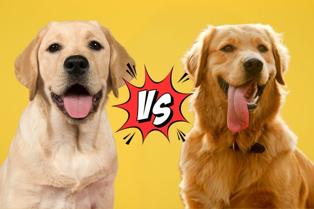 Labrador vs. Golden Retriever: entenda as diferenças Canal dos Peludos