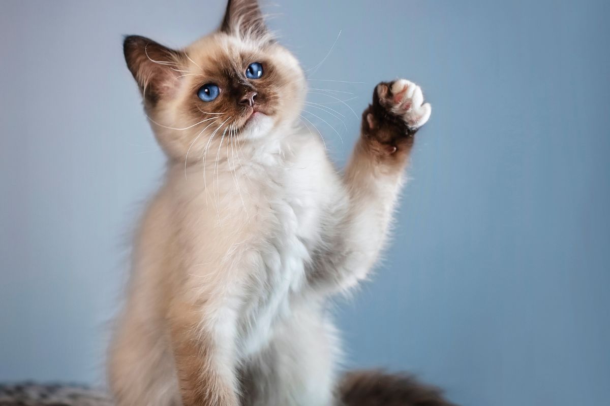 Gato Siamês ou Sialata: descubra as principais diferenças! Canal dos ...