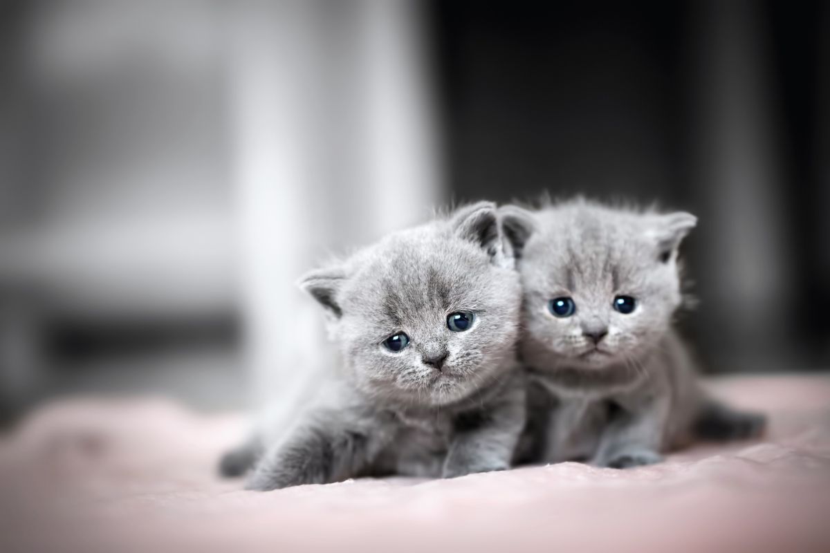 Gatos filhotes: tudo o que você precisa saber Canal dos Peludos