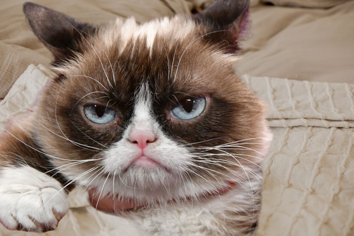 Grumpy cat: uma lenda que vive para sempre Canal dos Peludos