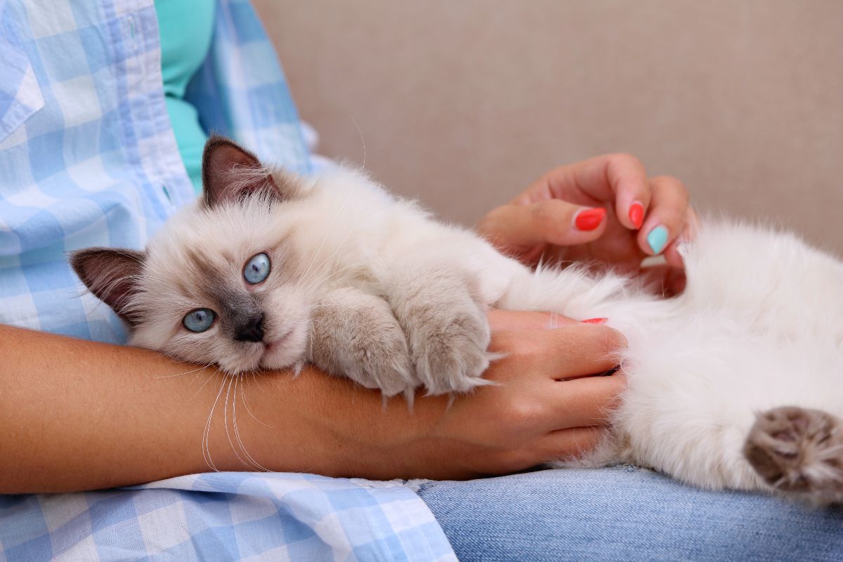 Gato apegado: descubra por que ele não sai do seu lado | Canal dos Peludos